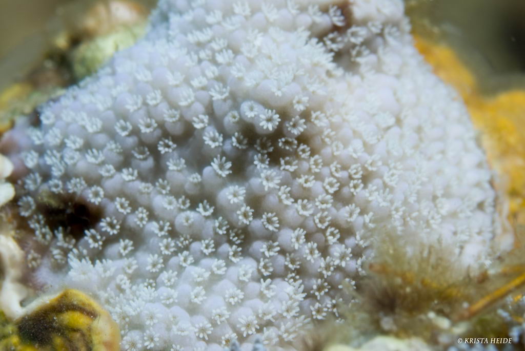 Coral Polyps