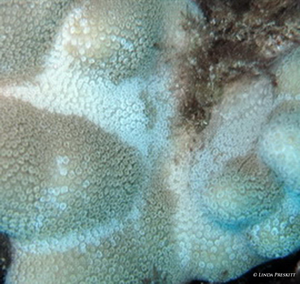 Coral Bleaching | Eyes of the Reef