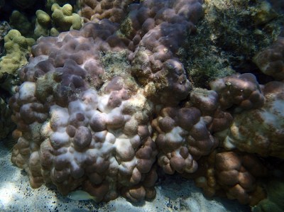 Coral Bleaching | Eyes of the Reef