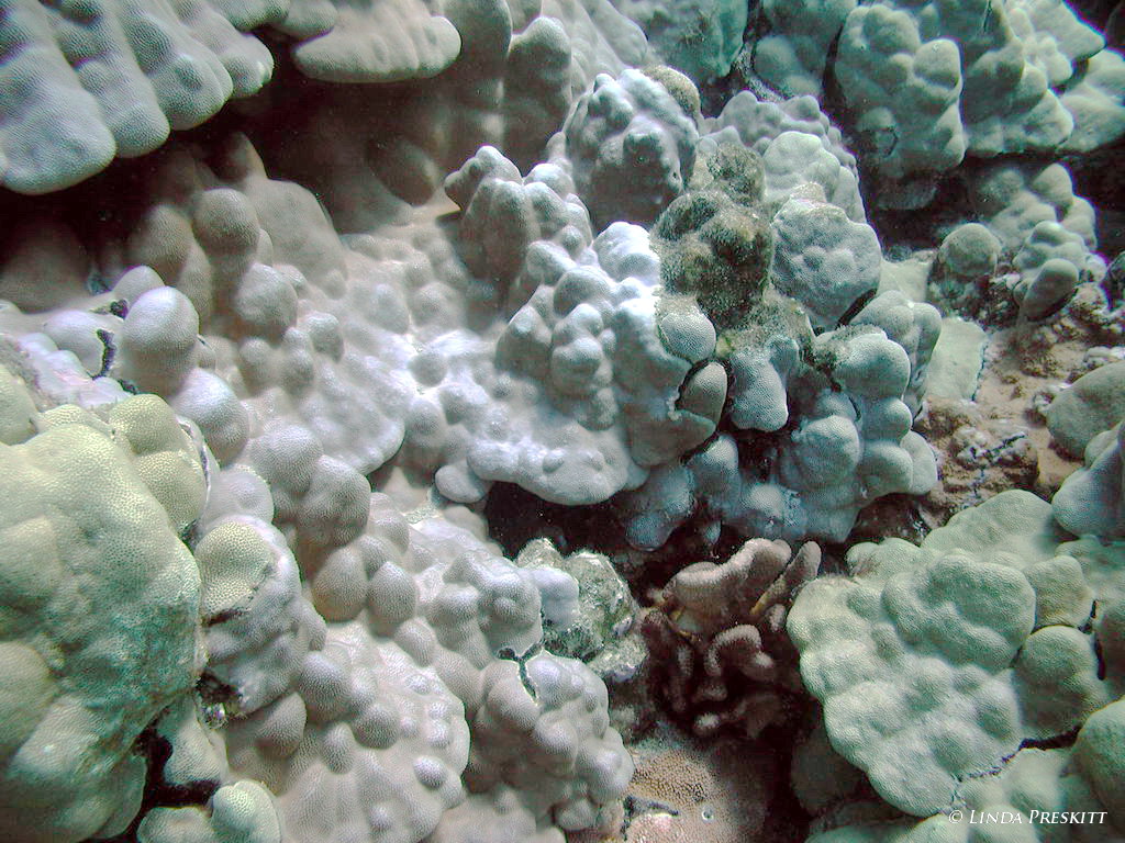 Coral Bleaching | Eyes of the Reef