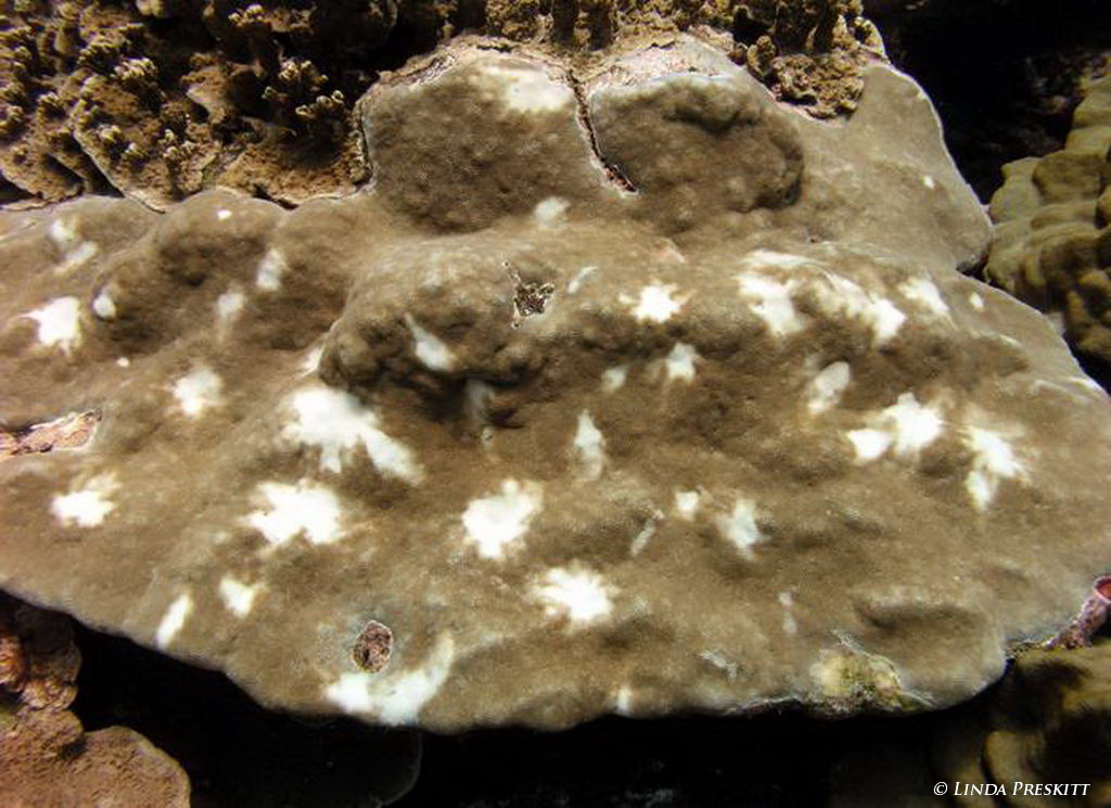Coral Bleaching | Eyes of the Reef