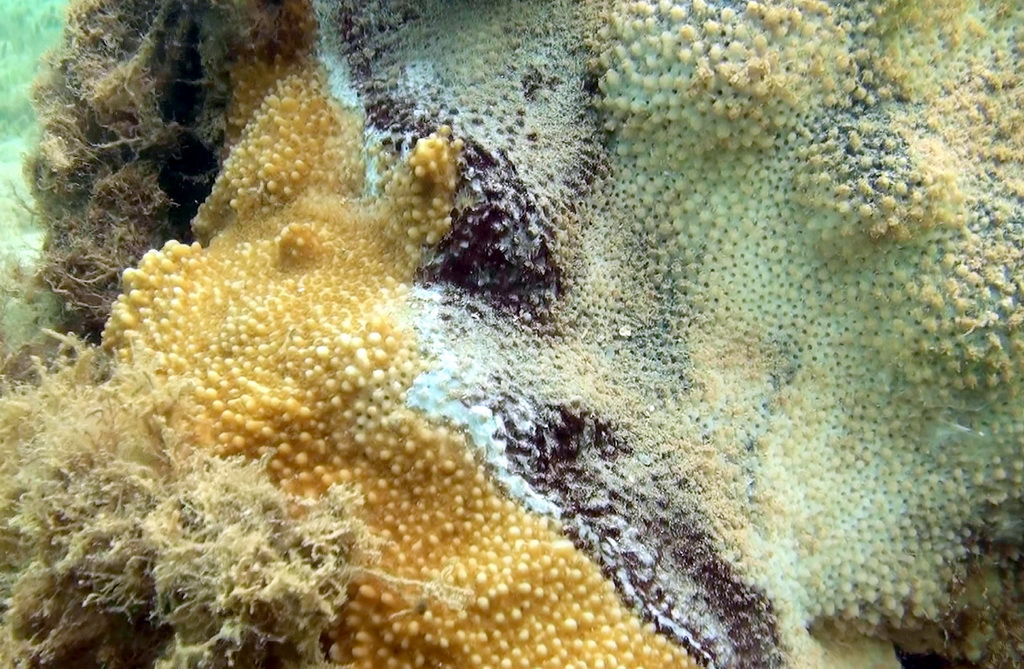 Tissue Loss Diseases | Eyes of the Reef
