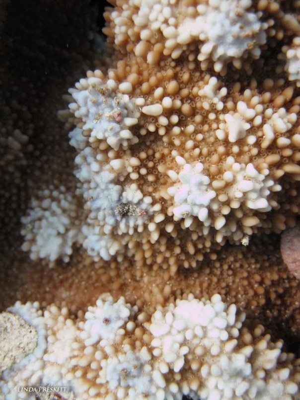 Learn Your Corals | Eyes of the Reef