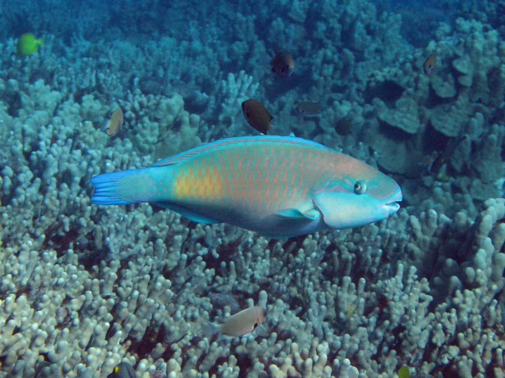 BI-parrotfish | Eyes of the Reef