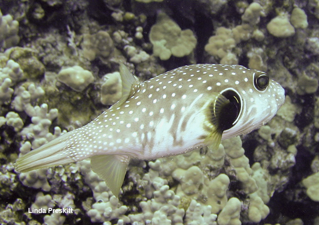 Pufferfish | Eyes of the Reef
