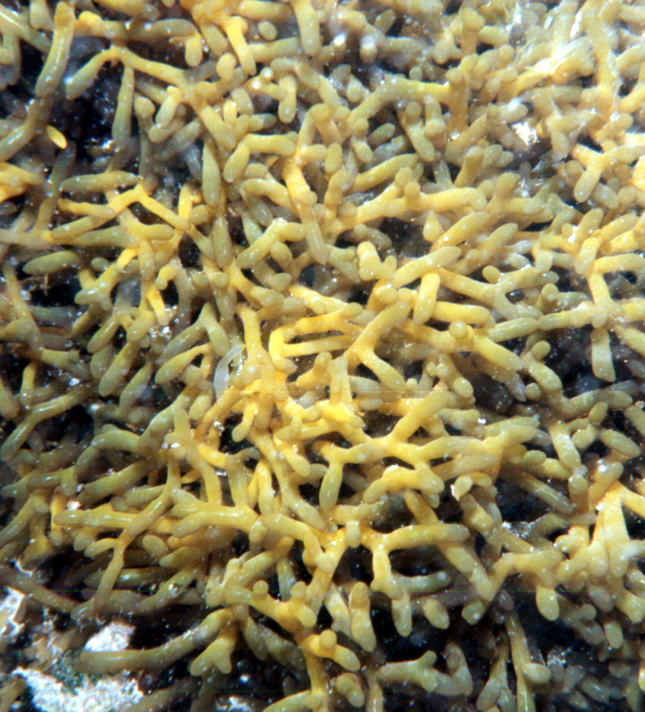 Alien Algae | Eyes of the Reef