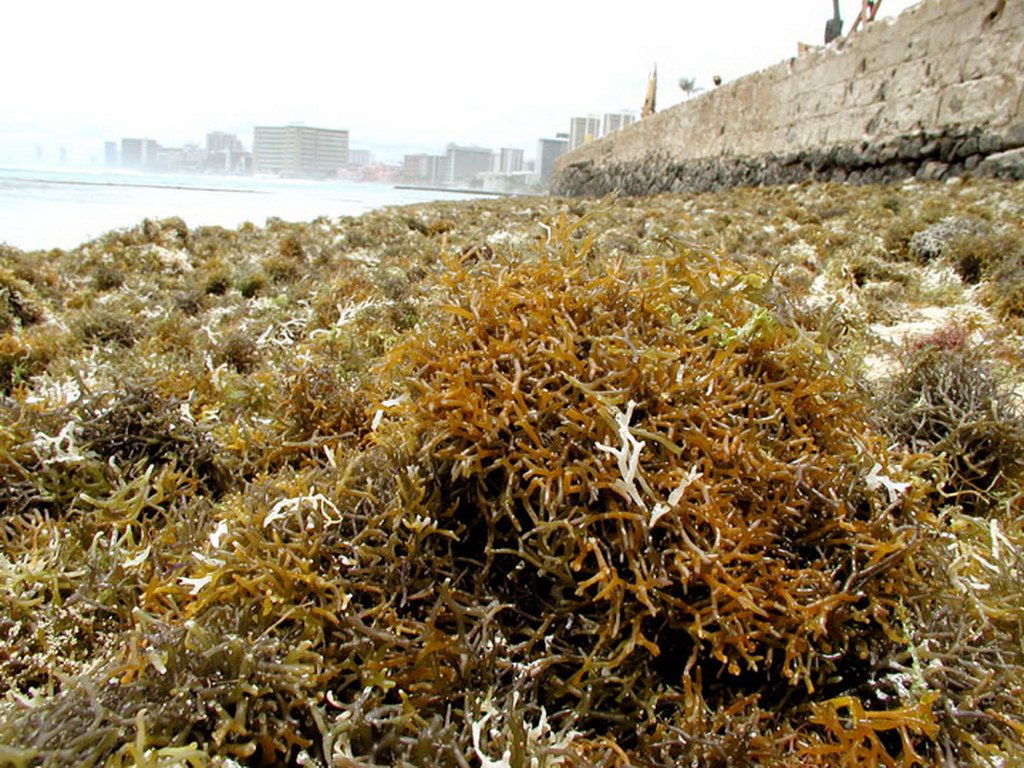 Alien Algae | Eyes of the Reef