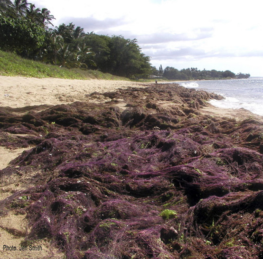 Hookweed (Hypnea musciformis) | Eyes of the Reef