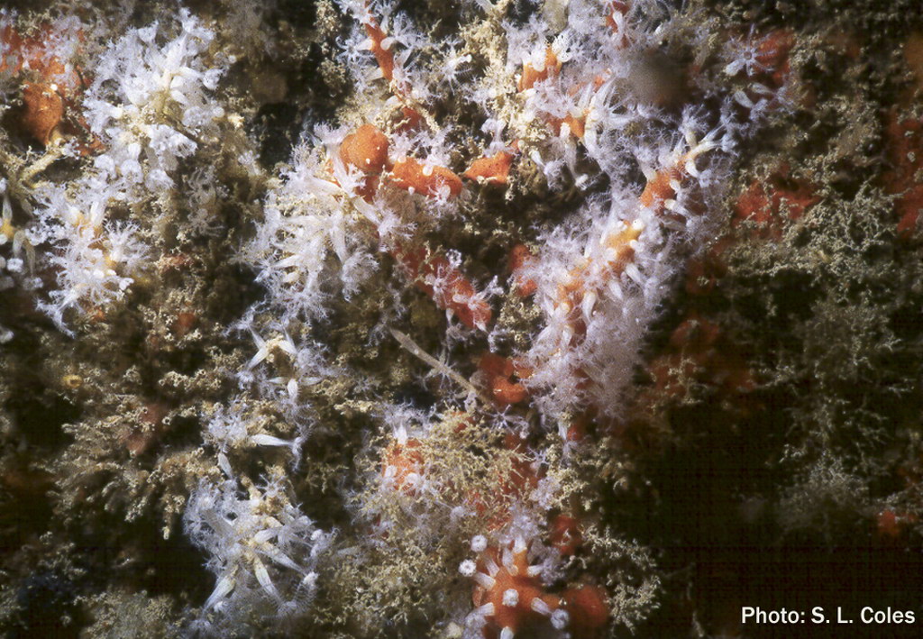 Snowflake Corals | Eyes of the Reef