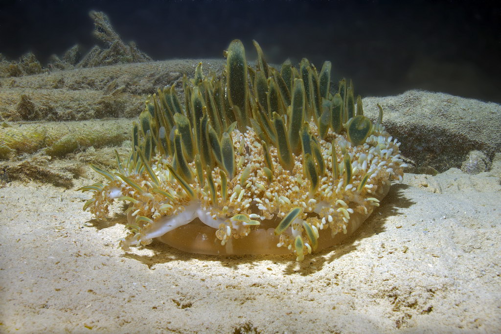 Alien Invasive Invertebrates | Eyes of the Reef