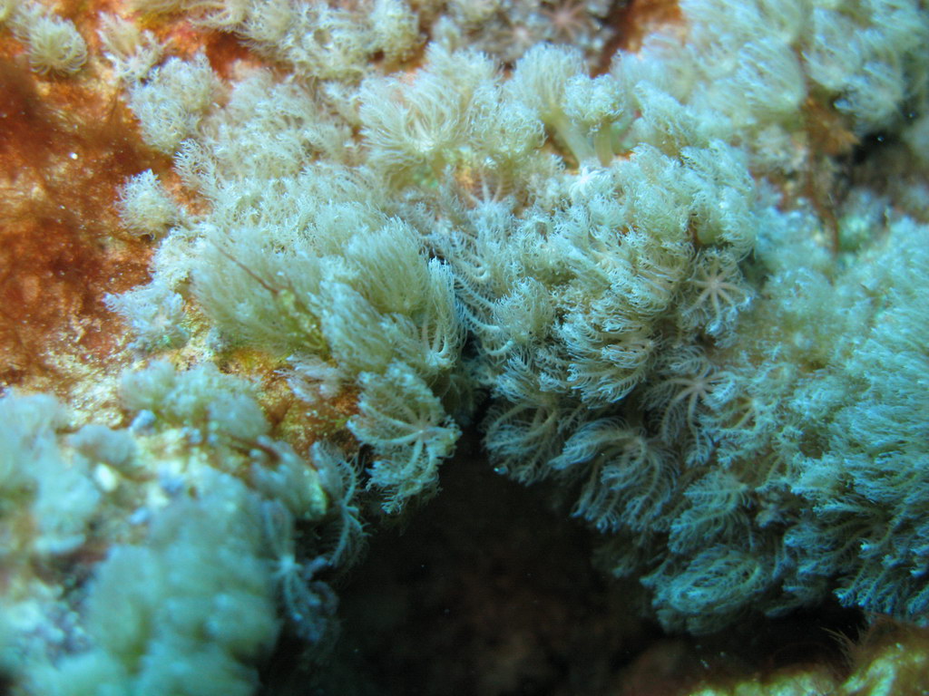 Native Species Blooms | Eyes of the Reef