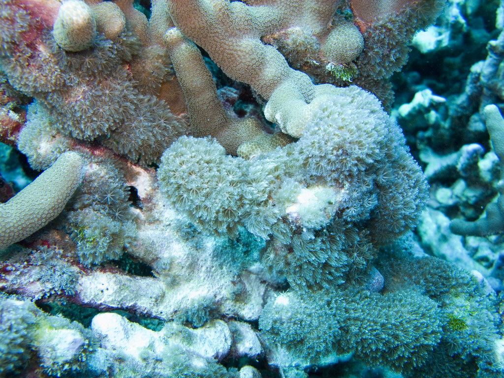 Native Species Blooms | Eyes of the Reef