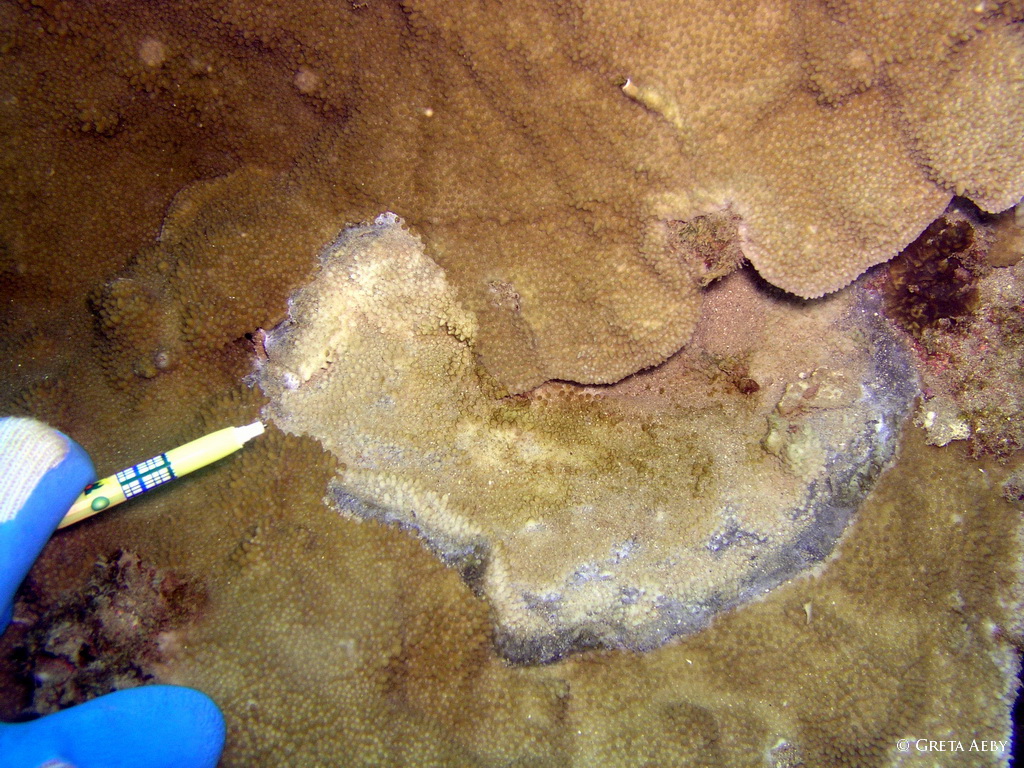 Coral Diseases | Eyes of the Reef