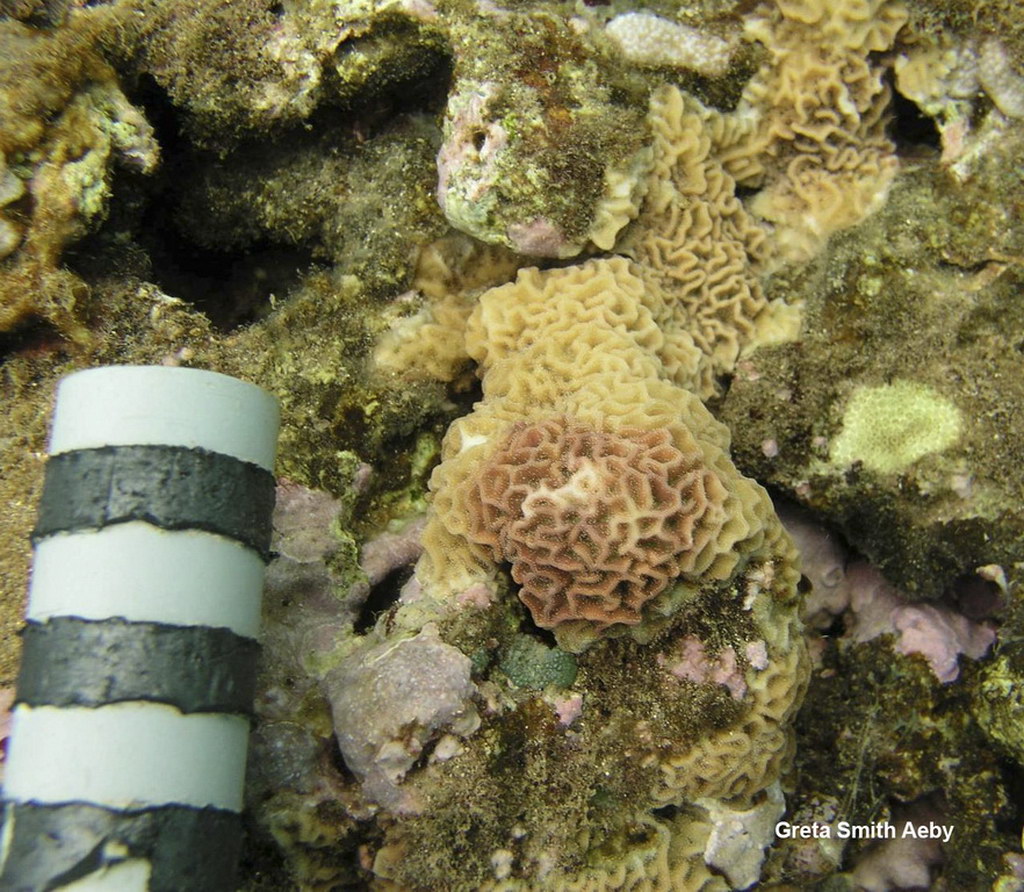 Coral Diseases | Eyes of the Reef