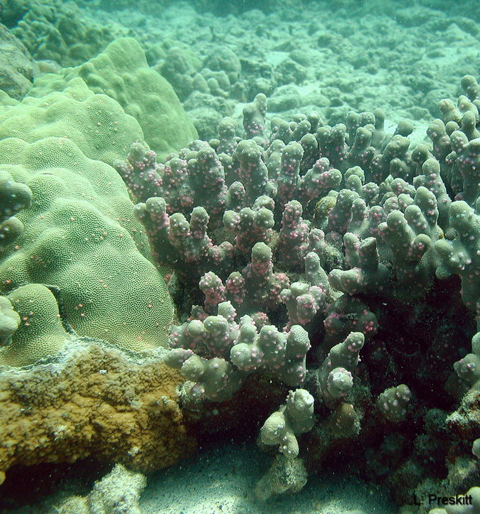 Discoloration Diseases | Eyes of the Reef