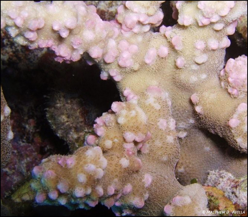 Coral Disease | Eyes of the Reef